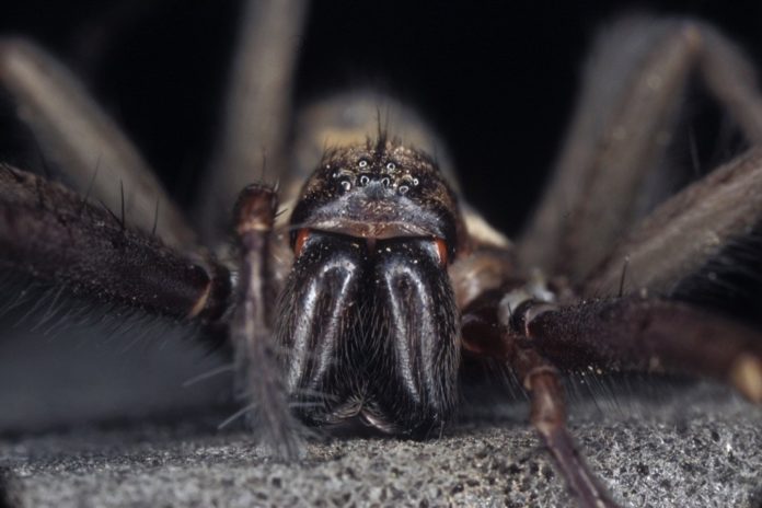 Asian Express Newspaper - Invasion of spiders: "Oh my God, kill it ...