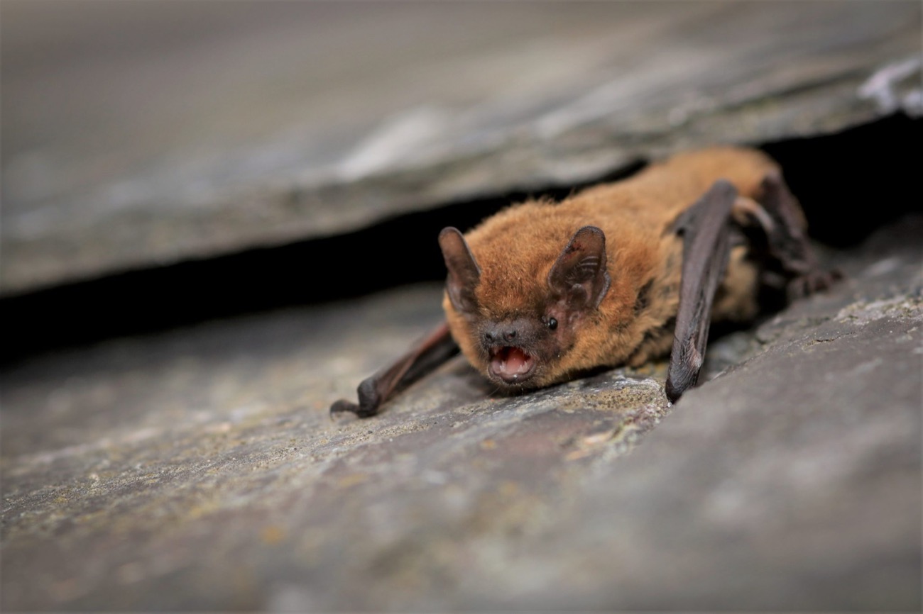 Asian Express Newspaper - Bellway Homes handed largest ever fine of £ ...